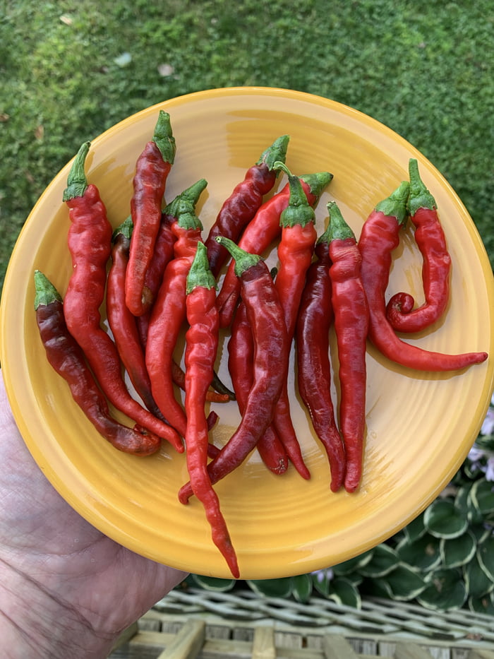 First peppers of the season ready to be dried and crushed - 9GAG