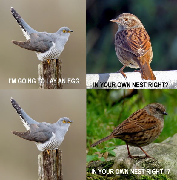 Cuckoo - 9GAG