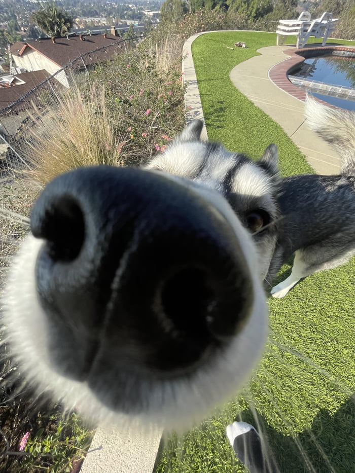 Yes yes very nice snoot - 9GAG