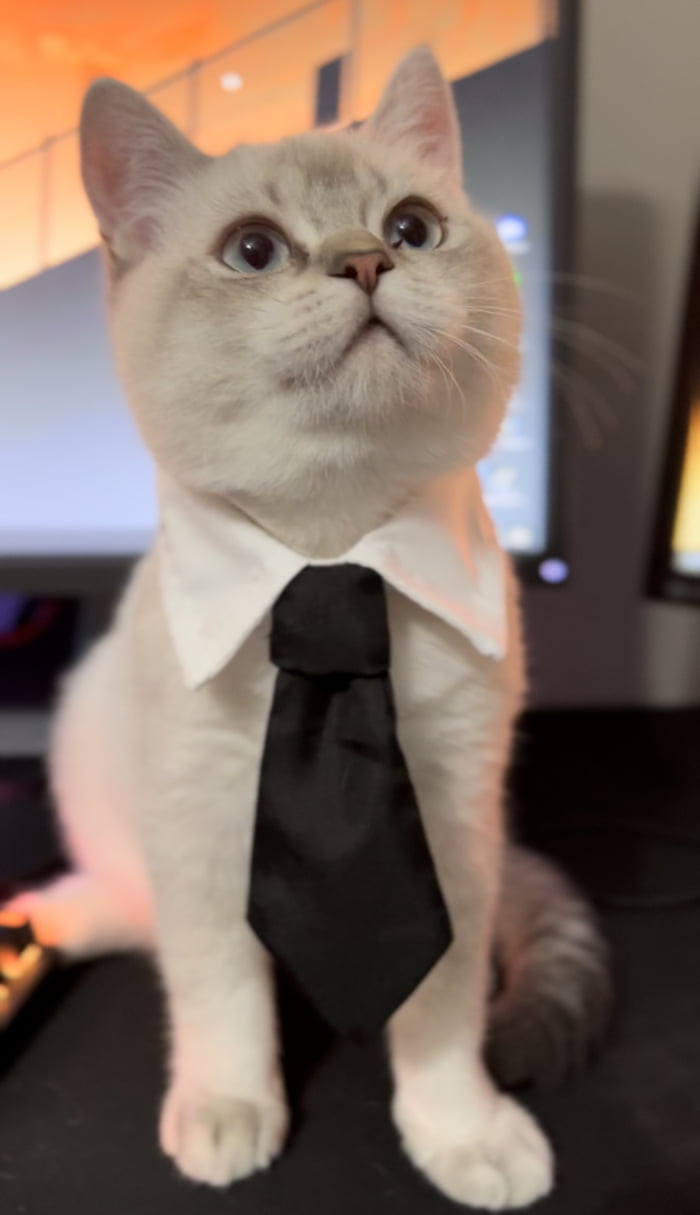 Meet my Felix the cat - 9GAG