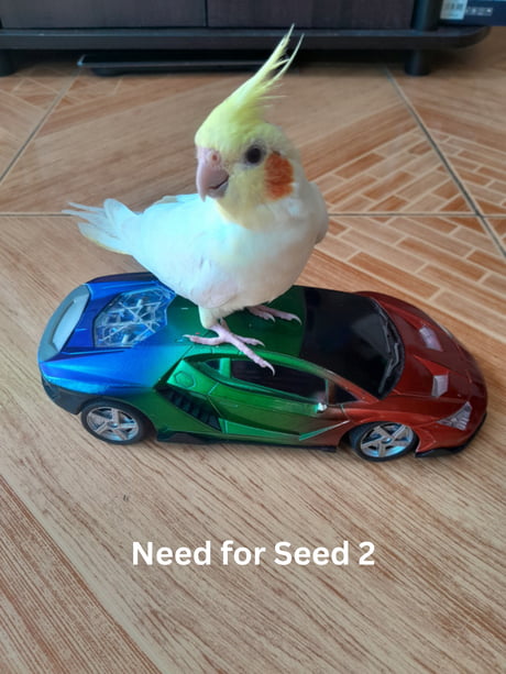 Best Funny cockatiel Memes - 9GAG