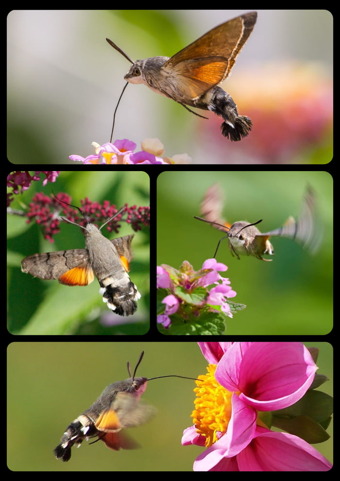 The Hummingbird Hawk Moth: this moth is often mistaken for a real ...