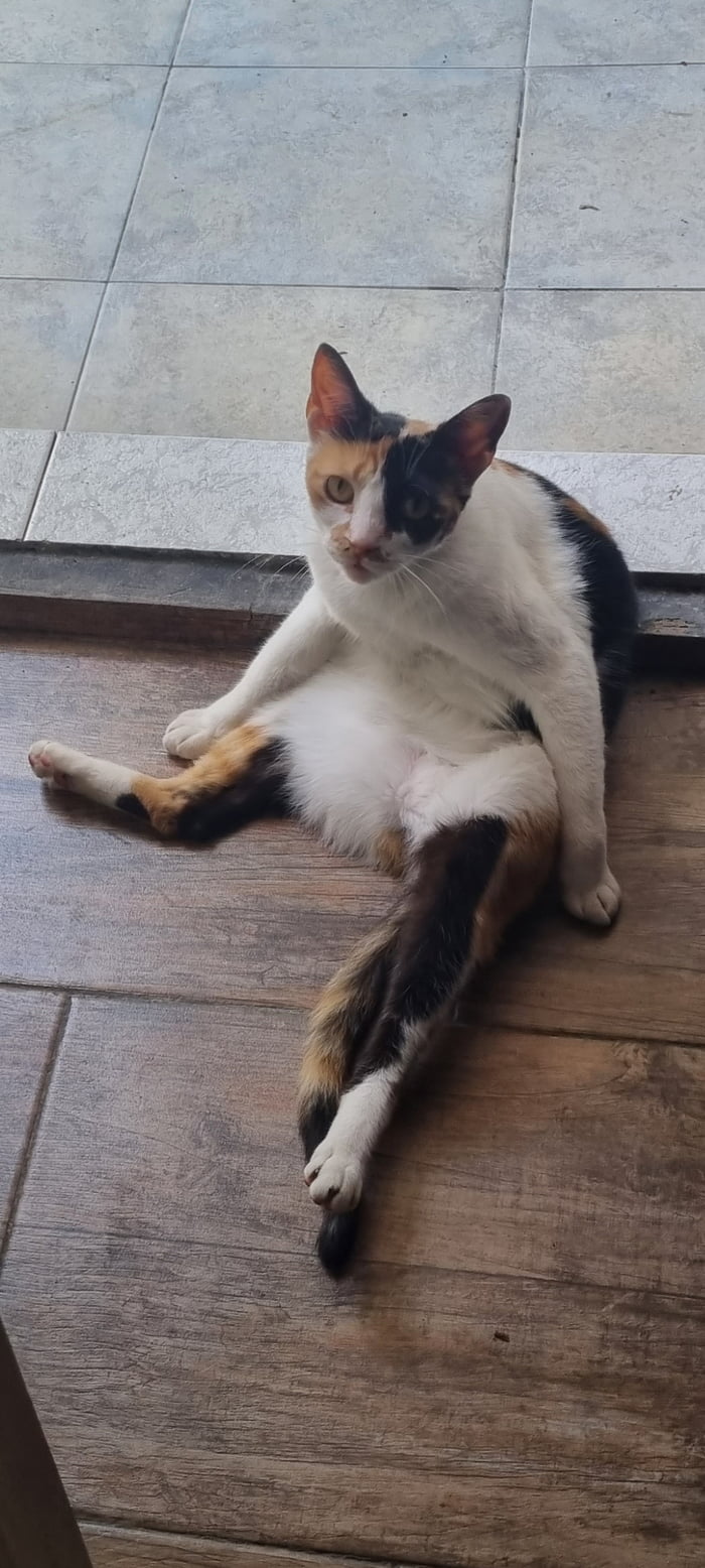 This is my Cat, i think is meme material - 9GAG