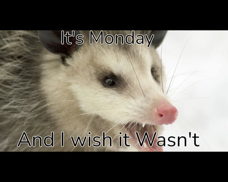 Best Funny opossum Memes - 9GAG