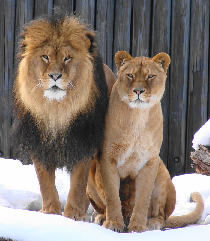Lions can grow thick winter coats, despite coming from a warm Savannah ...