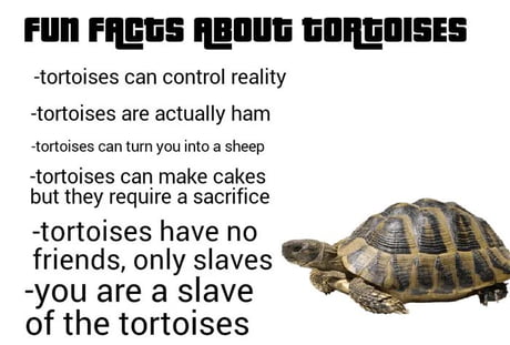 Best Funny tortoise Memes - 9GAG
