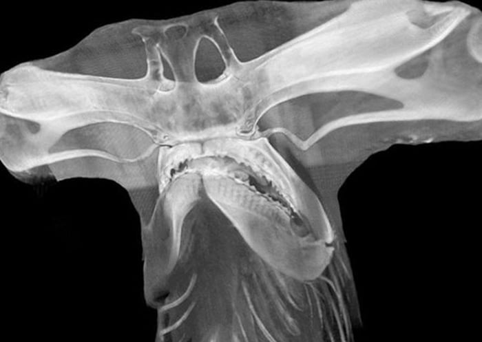 Hammerhead shark x-ray - 9GAG