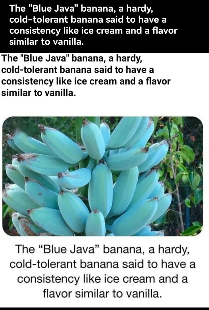 The "Blue Java" banana, a hardy, cold-tolerant banana said to have a ...