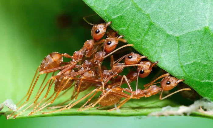 Researchers estimate that there are 2.5m ants for every human across ...