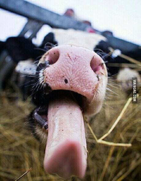 Mobamba - 9GAG