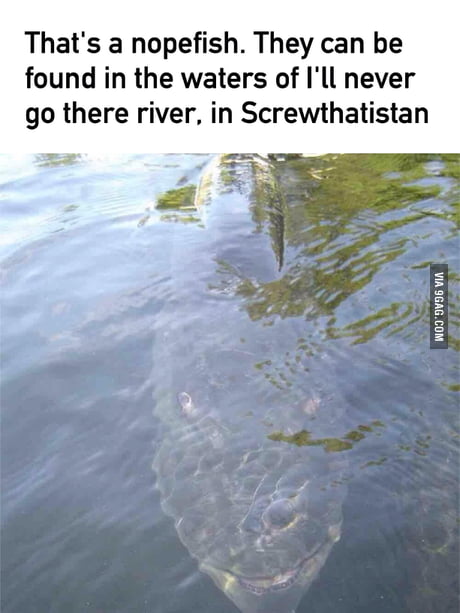 Nopefish Memes This Newly Caught Hogfish