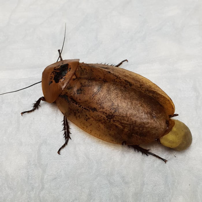 Russian Vets Perform Successful Surgery On A Giant Pet Cockroach - 9GAG