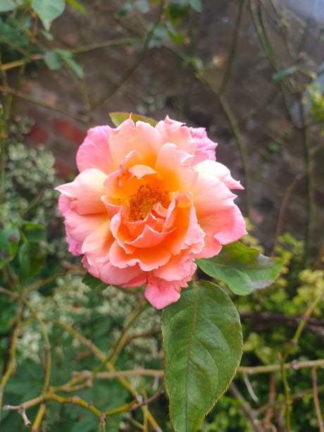 Best Funny rose Memes - 9GAG