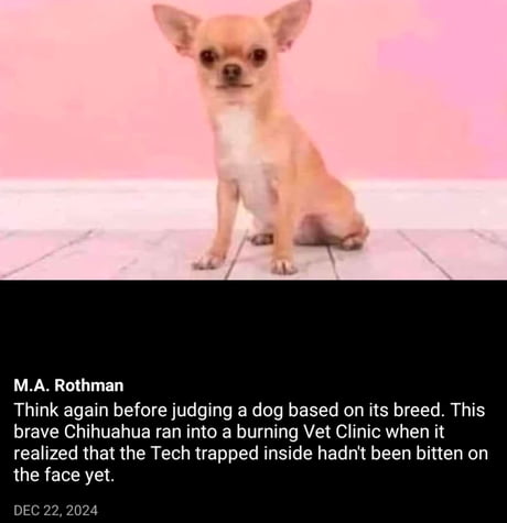 Best Funny dog Memes - 9GAG