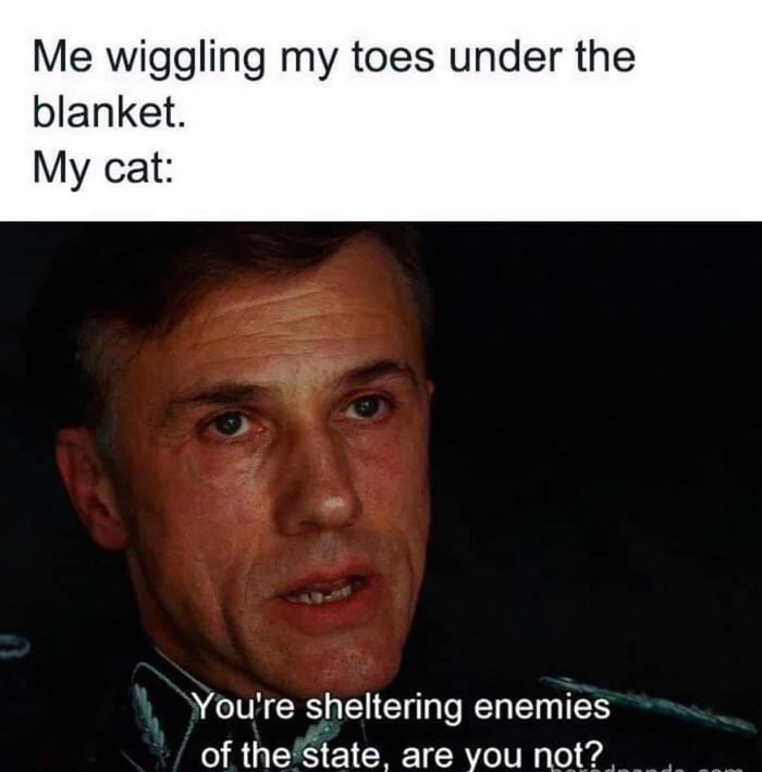 Typical Cat .. or is it just German Cat s behavior !! - 9GAG