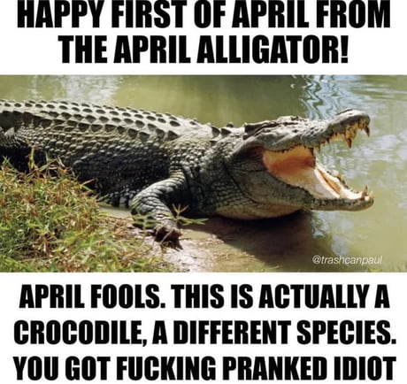 Best Funny crocodile Memes - 9GAG