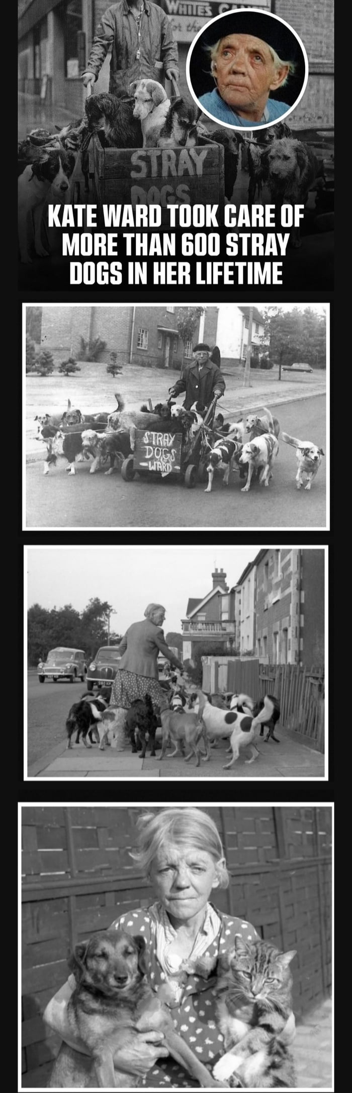 Kate Ward from Camberley has been England's first dog rescuer. She ...