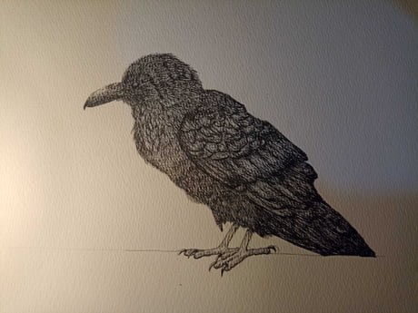 Best Funny crow Memes - 9GAG