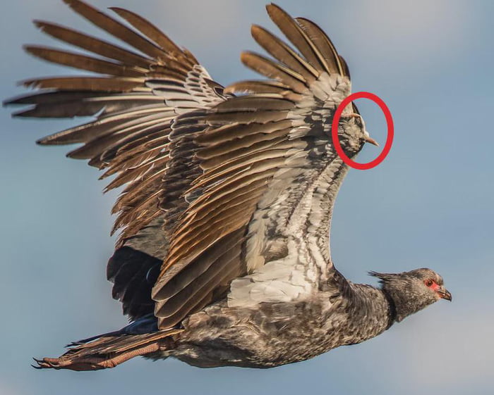 Screamers and other waterfowl retain a wing claw as a residual trait of ...
