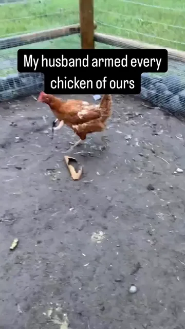Memes 9gag Chicken Memes On Pinno