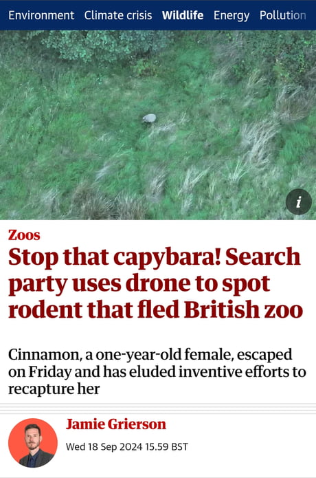 Best Funny capybara Memes - 9GAG