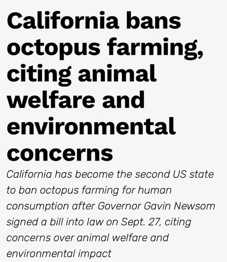 Best Funny octopus Memes - 9GAG