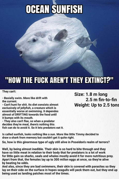 Best Funny fish Memes - 9GAG