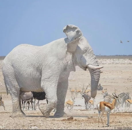 Best Funny namibia Memes - 9GAG