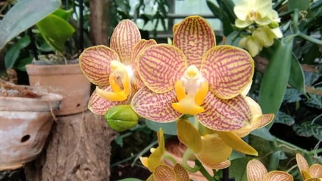 Best Funny orchid Memes - 9GAG