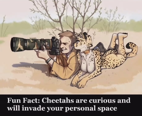 Best Funny cheetah Memes - 9GAG