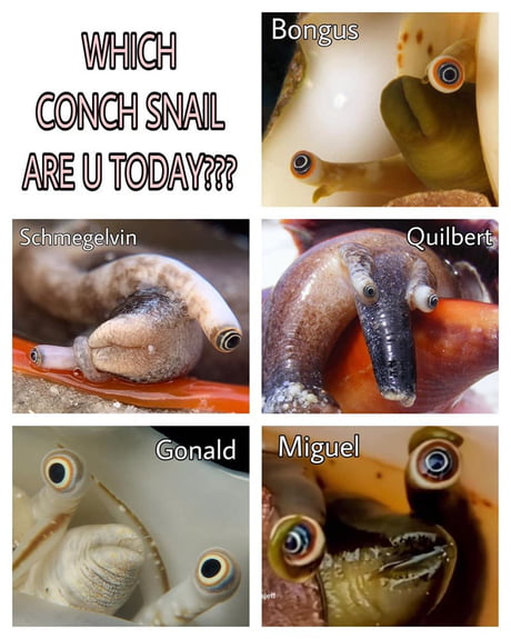 Cute Snail Memes