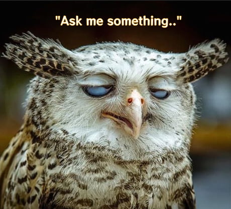 Best Funny question Memes - 9GAG