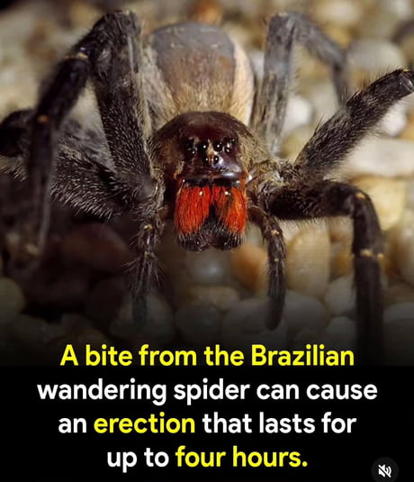 Best Funny spider Memes - 9GAG