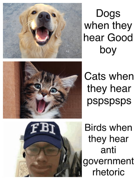 Best Funny fbi Memes - 9GAG