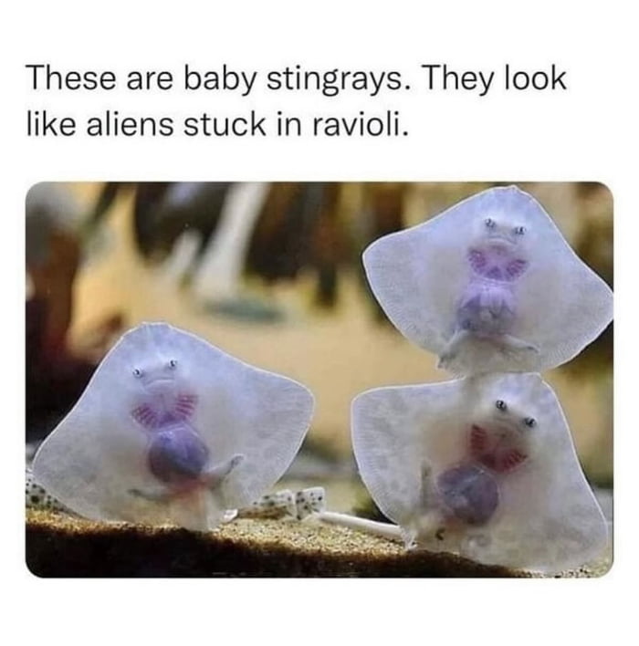 Aliens stuck in ravioli, what a concept - 9GAG