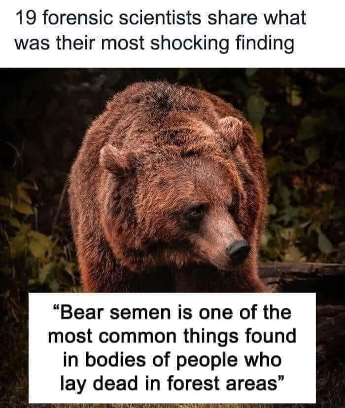 When you choose the bear - 9GAG