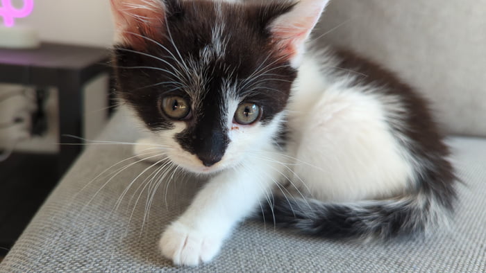 Henlo. Is dis de place for illegally shmol cats? I just wanted to ...