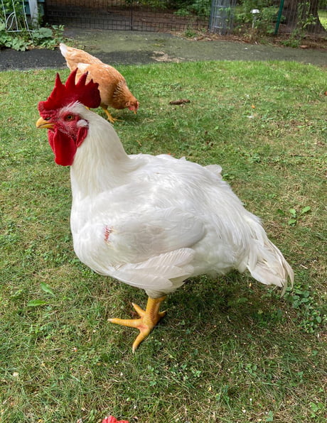 Best Funny rooster Memes - 9GAG