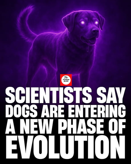 Best Funny super dog Memes - 9GAG