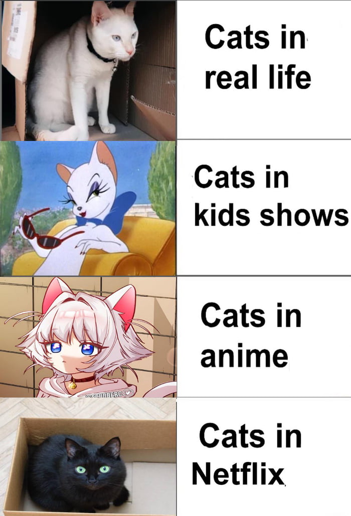 Many different types of cats - 9GAG
