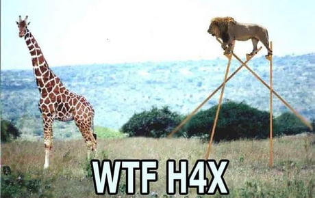 Best Funny lion Memes - 9GAG