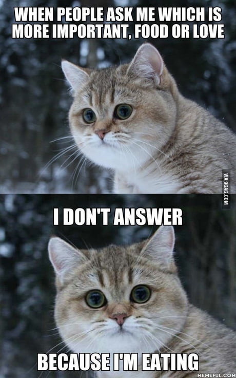 Overweight Cat Memes