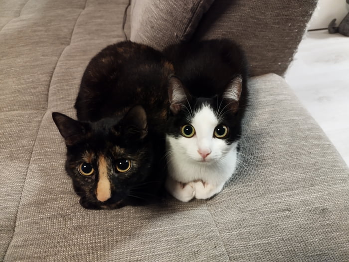 Do you have time to talk about our saviour, the cookie monster? (Neko ...