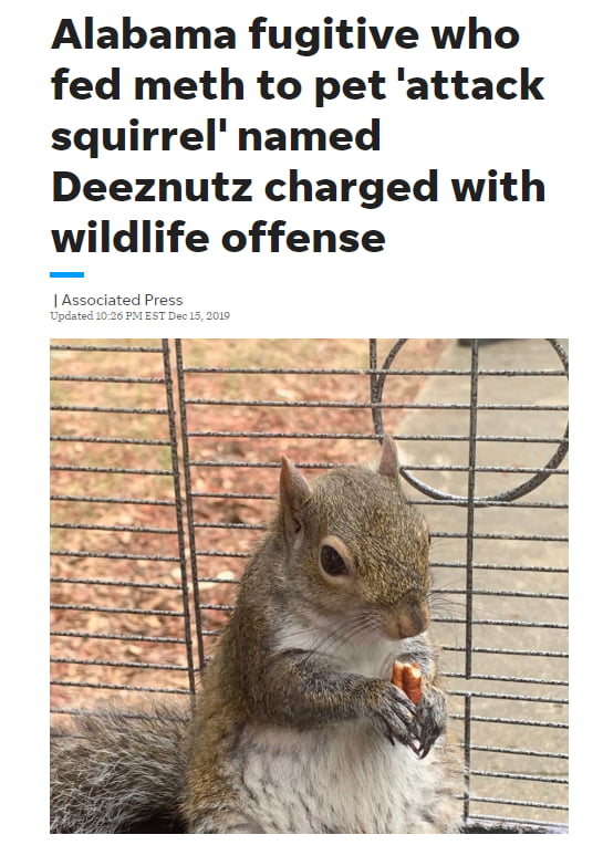 Attack squirrel - 9GAG