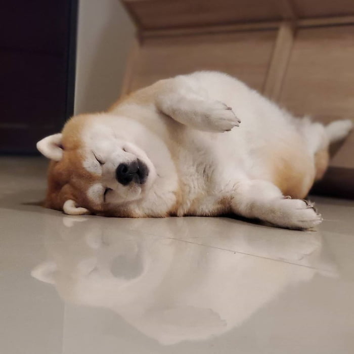 Meet Moja, A Chubby Shiba That Looks Like A Sumo Wrestler - 9GAG