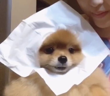 Why Does My Dog Spit Out Food