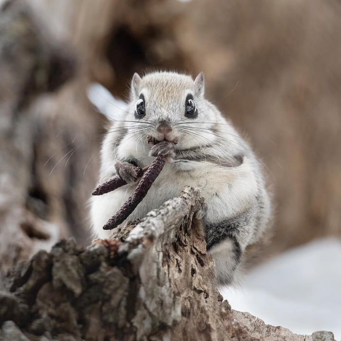 16 Photos Of Japanese Dwarf Flying Squirrels That Look Like Pokémon - 9GAG