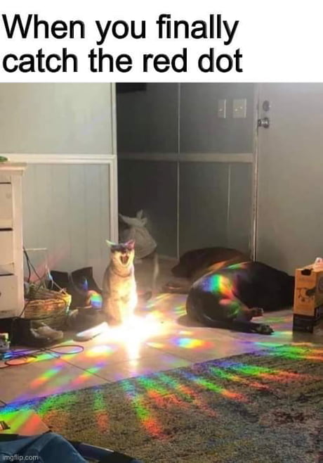 Power Cat Memes
