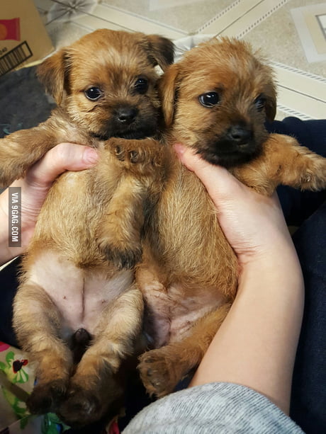 Miniature Pinscher Shih Tzu Mix