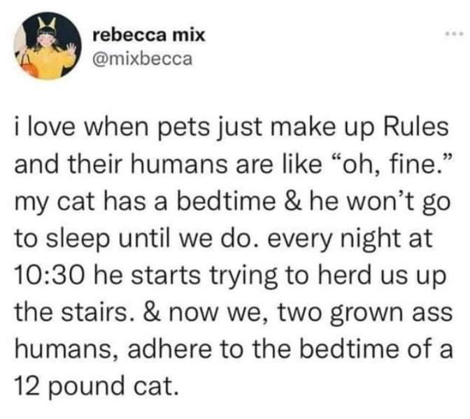 The Power of the Cat...or "oh stfu Rebecca,the Cat didn't say that" - 9GAG